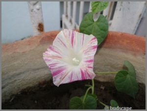 STRIPED FLOWERS – GARDENING FOR BEGINNERS