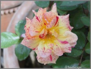 STRIPED FLOWERS – GARDENING FOR BEGINNERS