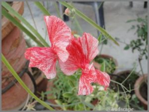 STRIPED FLOWERS – GARDENING FOR BEGINNERS