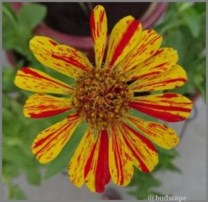 STRIPED FLOWERS – GARDENING FOR BEGINNERS