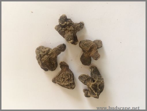 IDENTIFY FLOWER BULBS – GARDENING FOR BEGINNERS