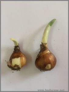 IDENTIFY FLOWER BULBS – GARDENING FOR BEGINNERS