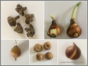 IDENTIFY FLOWER BULBS – GARDENING FOR BEGINNERS