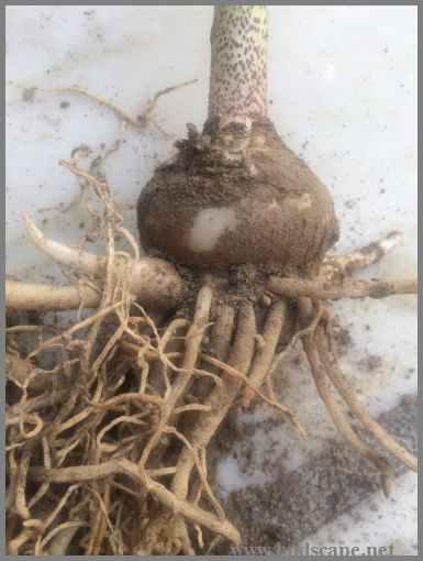 IDENTIFY FLOWER BULBS – GARDENING FOR BEGINNERS