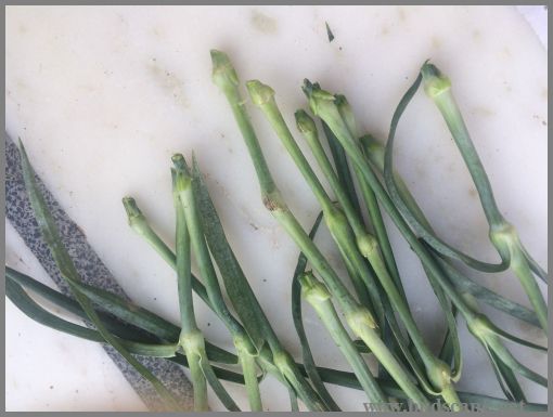 HOW TO GROW CARNATION PLANT FROM FLOWER STICKS – GARDENING FOR BEGINNERS