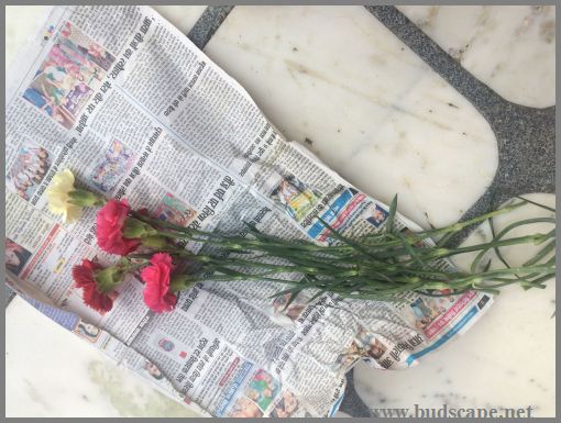HOW TO GROW CARNATION PLANT FROM FLOWER STICKS – GARDENING FOR BEGINNERS
