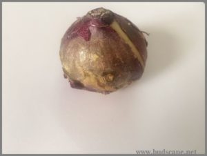 IDENTIFY FLOWER BULBS – GARDENING FOR BEGINNERS