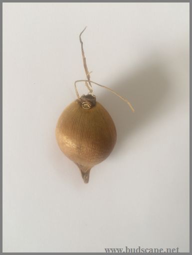 IDENTIFY FLOWER BULBS – GARDENING FOR BEGINNERS