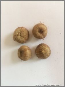 IDENTIFY FLOWER BULBS – GARDENING FOR BEGINNERS