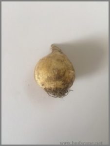 IDENTIFY FLOWER BULBS – GARDENING FOR BEGINNERS