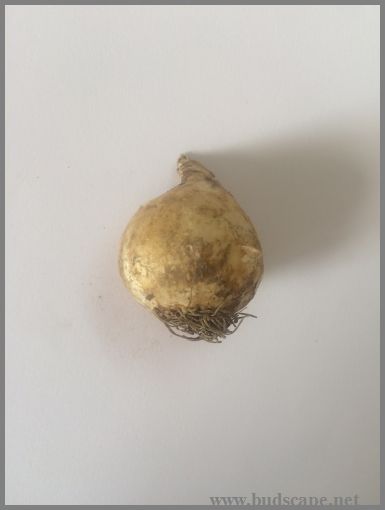 IDENTIFY FLOWER BULBS – GARDENING FOR BEGINNERS