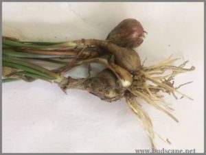 IDENTIFY FLOWER BULBS – GARDENING FOR BEGINNERS