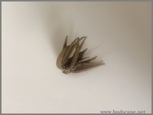 IDENTIFY FLOWER BULBS – GARDENING FOR BEGINNERS