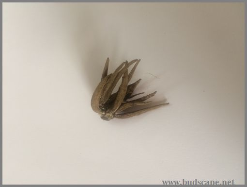 IDENTIFY FLOWER BULBS | GARDENING FOR BEGINNERS