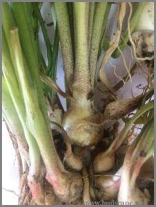 IDENTIFY FLOWER BULBS – GARDENING FOR BEGINNERS