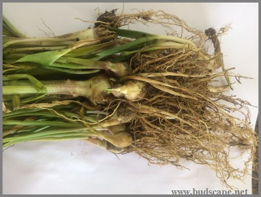 IDENTIFY FLOWER BULBS – GARDENING FOR BEGINNERS