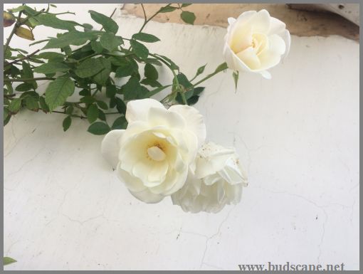 WHOTE ROSES – GARDENING FOR BEGINNERS