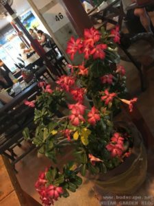 PINK ADENIUM FLOWERS IN POT – GARDENING FOR BEGINNERS