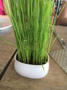 WHEATGRASS IN SMALL POT – GARDENING FOR BEGINNERS