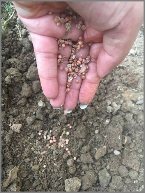 HOW TO GROW CORIANDER DHANIA AT HOME IN HOT SUMMERS 2 – GARDENING FOR ...