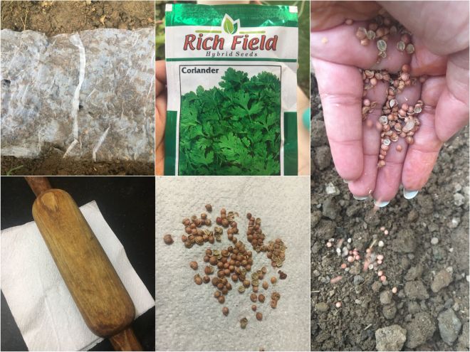 HOW TO GROW DHANIA CORIANDER AT HOME IN SUMMERS – GARDENING FOR BEGINNERS