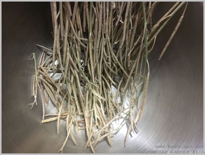 STOCKS FLOWER SEED PODS – GARDENING FOR BEGINNERS