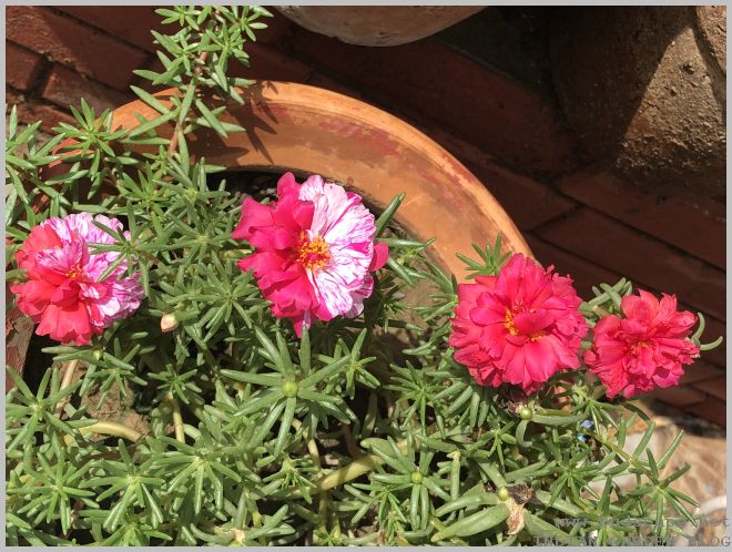 different-flowers-single-plant – GARDENING FOR BEGINNERS