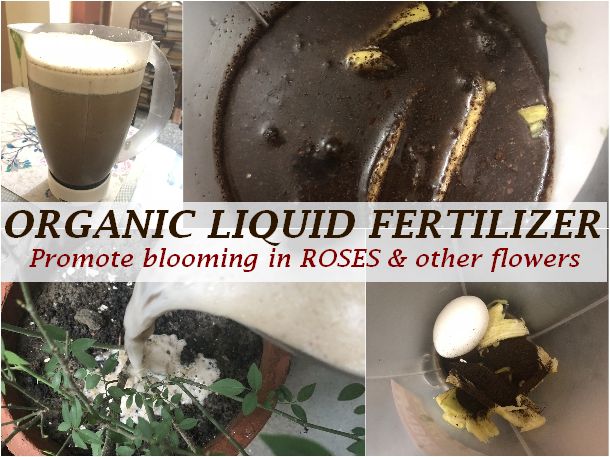 Homemade Organic Fertilizer for Roses – GARDENING FOR BEGINNERS