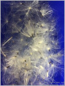 fuzzy-seeds-balloon-plant – GARDENING FOR BEGINNERS