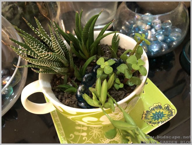 teacup-planter – GARDENING FOR BEGINNERS