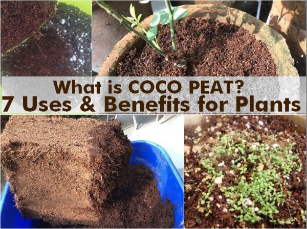 What is COCO PEAT – How to use it for Plants? – GARDENING FOR BEGINNERS