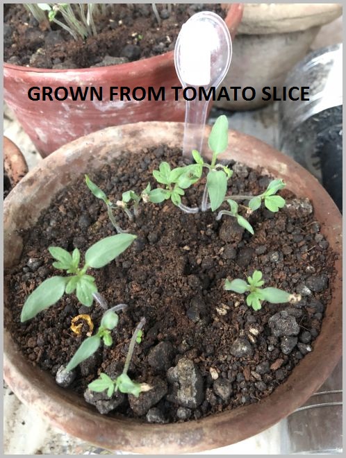 grow-tomato-slice-home – GARDENING FOR BEGINNERS