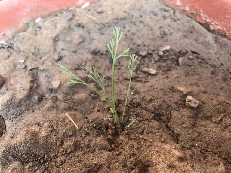FLOWER SEEDLING IDENTIFICATION – Winter / Spring Edition – GARDENING ...