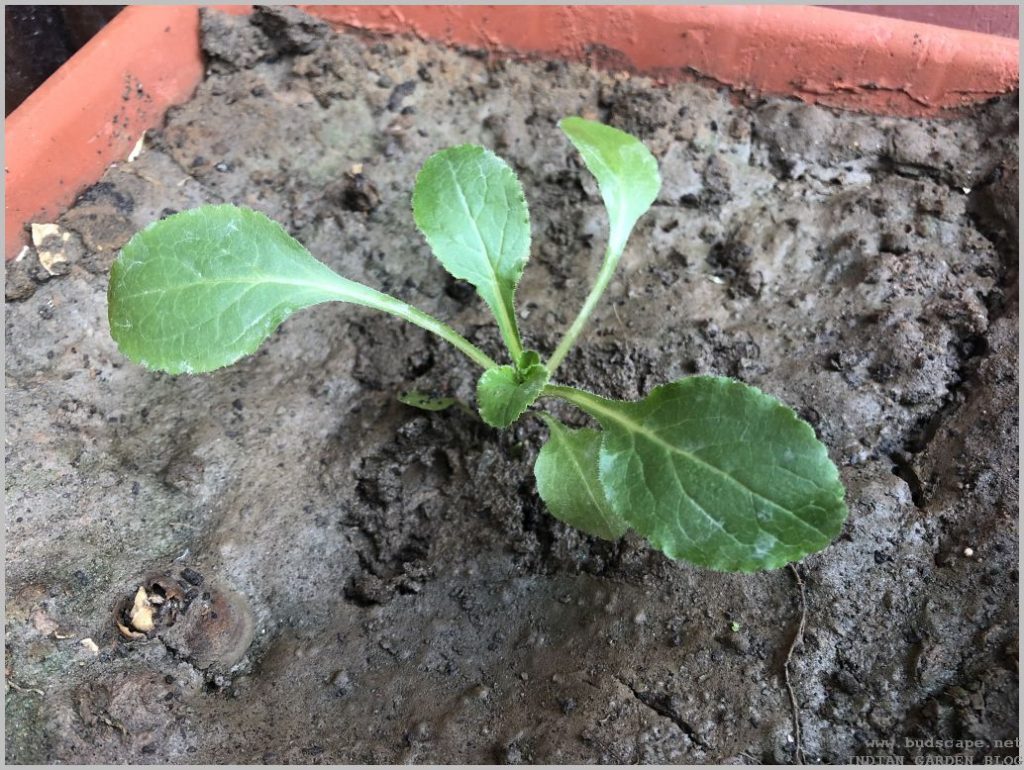 FLOWER SEEDLING IDENTIFICATION – Winter / Spring Edition – GARDENING ...