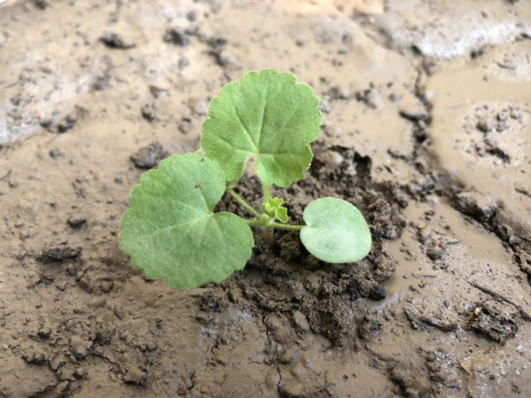 FLOWER SEEDLING IDENTIFICATION – Winter / Spring Edition – GARDENING ...