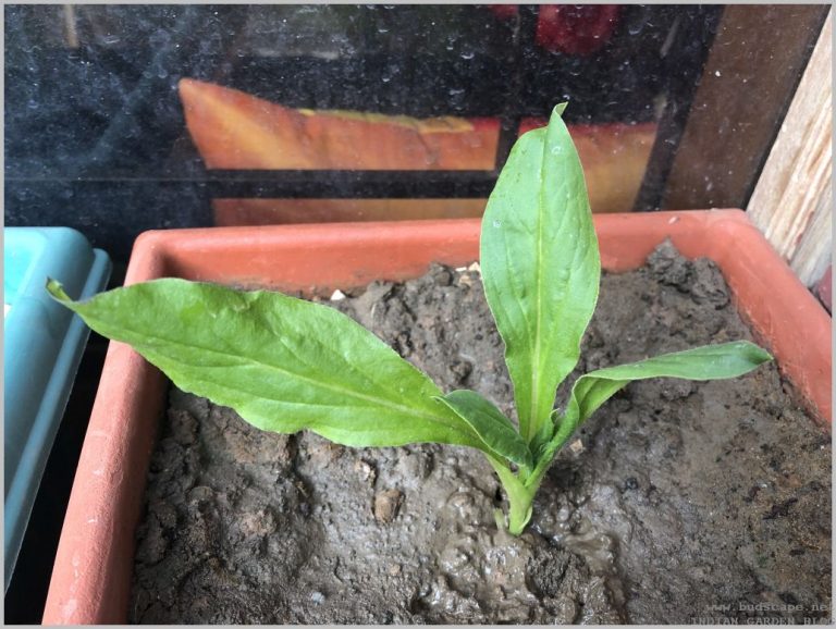 FLOWER SEEDLING IDENTIFICATION – Winter / Spring Edition – GARDENING ...