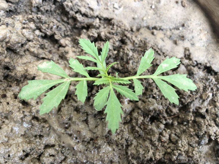 MARIGOLD SEEDLING IDENTIFICATION – GARDENING FOR BEGINNERS