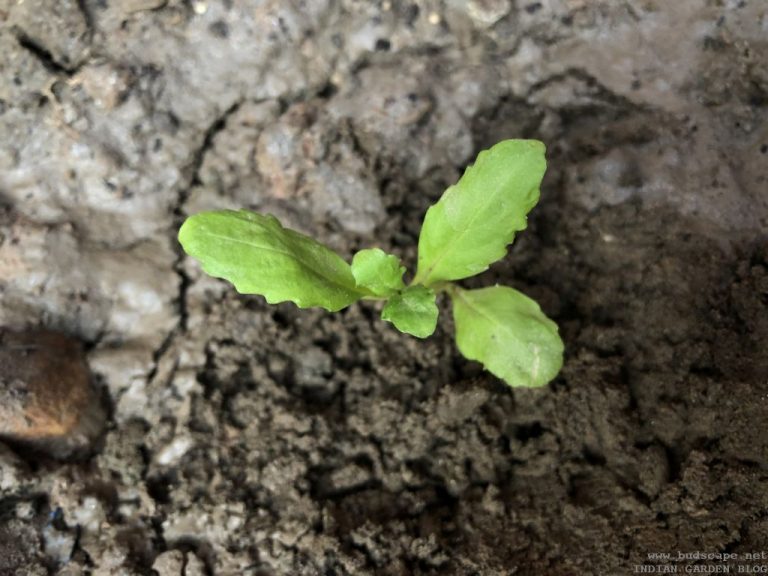 FLOWER SEEDLING IDENTIFICATION – Winter / Spring Edition – GARDENING ...