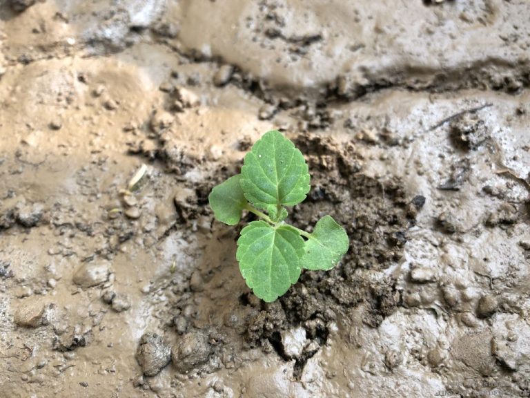 FLOWER SEEDLING IDENTIFICATION – Winter / Spring Edition – GARDENING ...