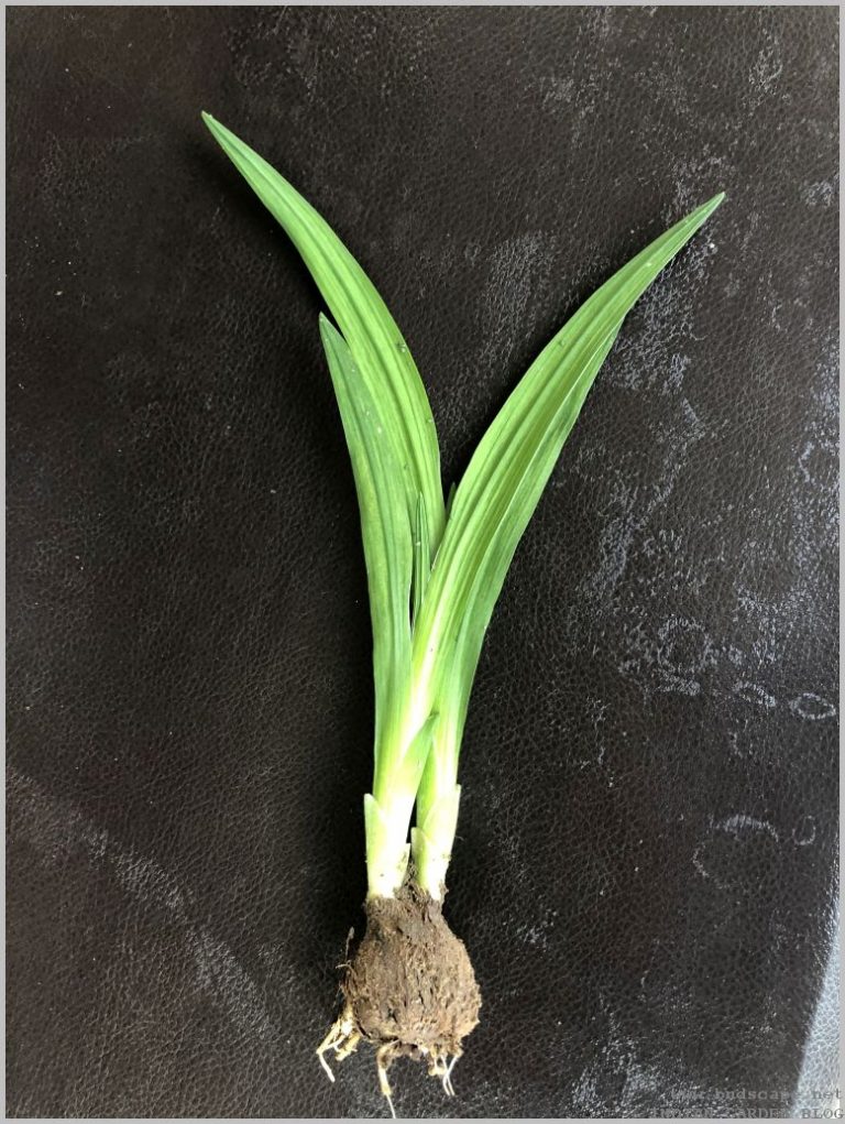 FLOWER BULB LEAVES IDENTIFICATION – GARDENING FOR BEGINNERS