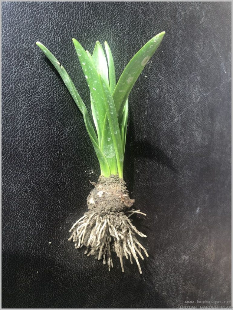 FLOWER BULB LEAVES IDENTIFICATION – GARDENING FOR BEGINNERS