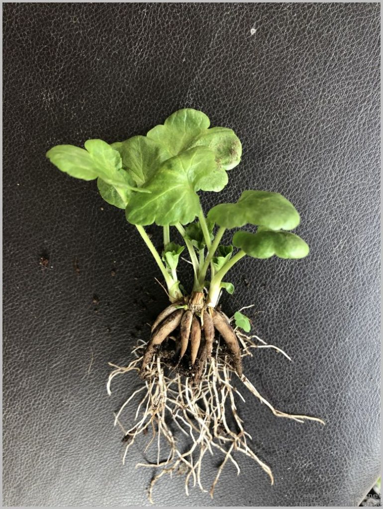 FLOWER BULB LEAVES IDENTIFICATION – GARDENING FOR BEGINNERS