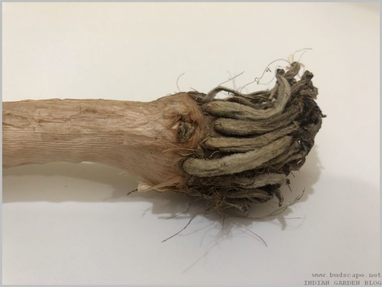 FLOWER BULBS IDENTIFICATION – SUMMER – GARDENING FOR BEGINNERS