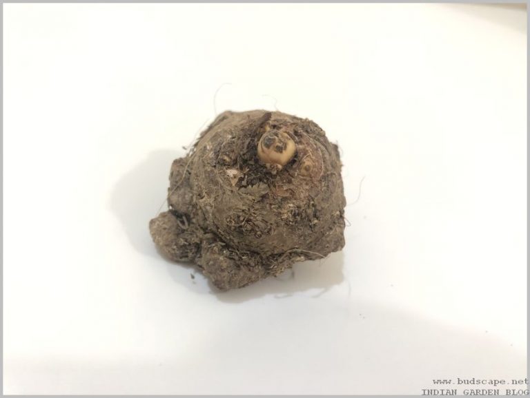 FLOWER BULBS IDENTIFICATION – SUMMER – GARDENING FOR BEGINNERS