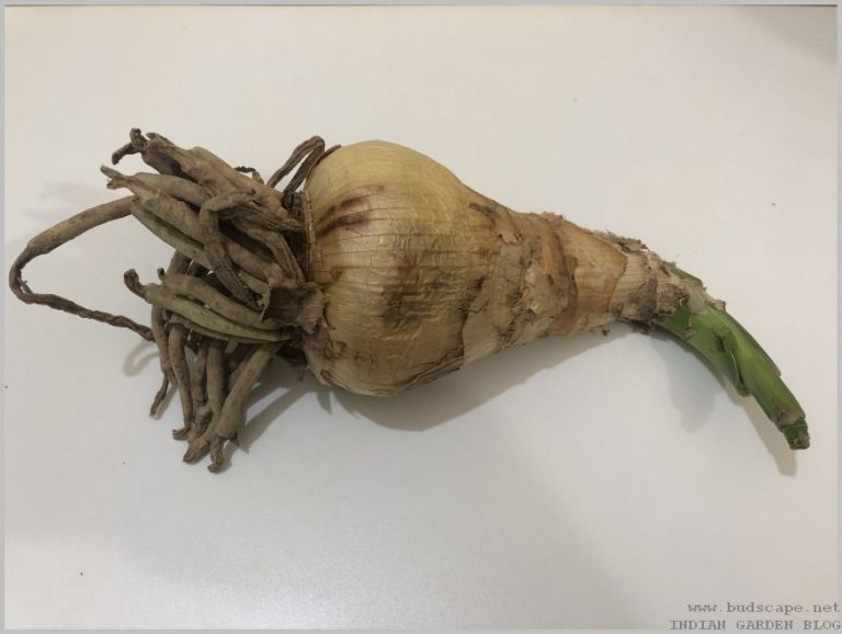 FLOWER BULBS IDENTIFICATION – SUMMER – GARDENING FOR BEGINNERS