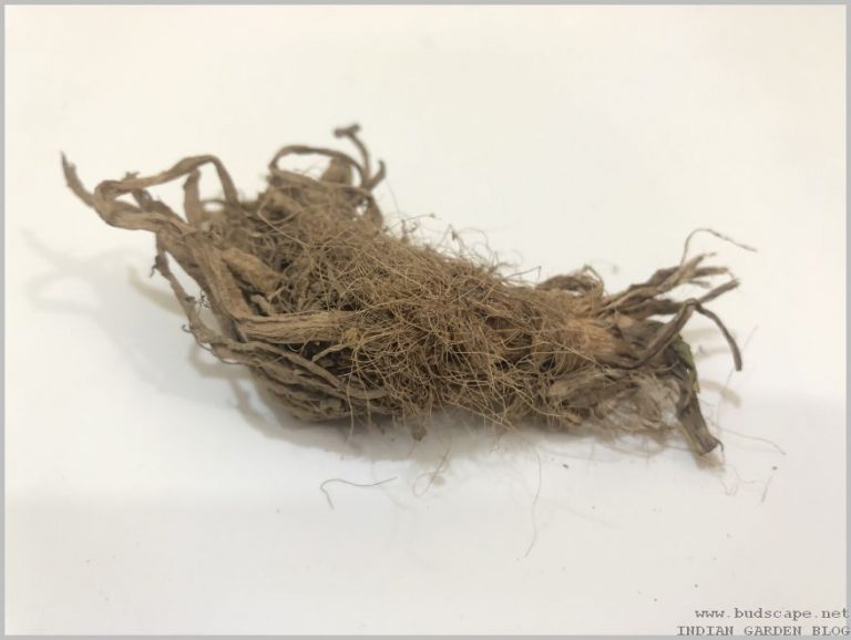 FLOWER BULBS IDENTIFICATION – SUMMER – GARDENING FOR BEGINNERS