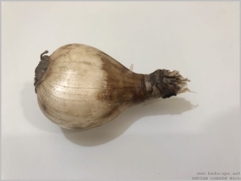 FLOWER BULBS IDENTIFICATION – SUMMER – GARDENING FOR BEGINNERS