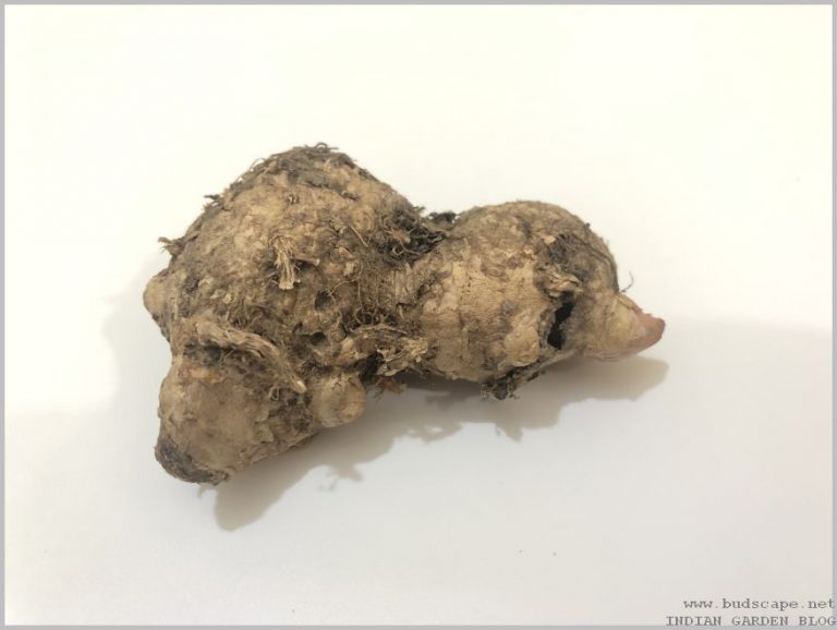 FLOWER BULBS IDENTIFICATION – SUMMER – GARDENING FOR BEGINNERS