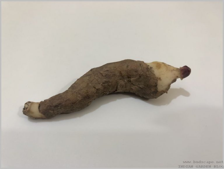 FLOWER BULBS IDENTIFICATION – SUMMER – GARDENING FOR BEGINNERS