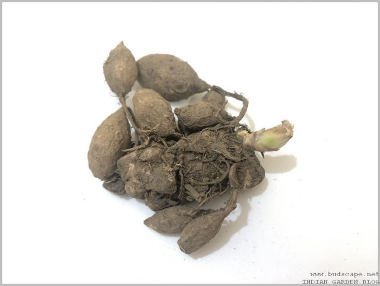 FLOWER BULBS IDENTIFICATION – SUMMER – GARDENING FOR BEGINNERS